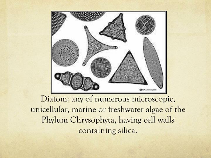 PPT - Chrysophyta and Phaeophyta PowerPoint Presentation - ID:2130347