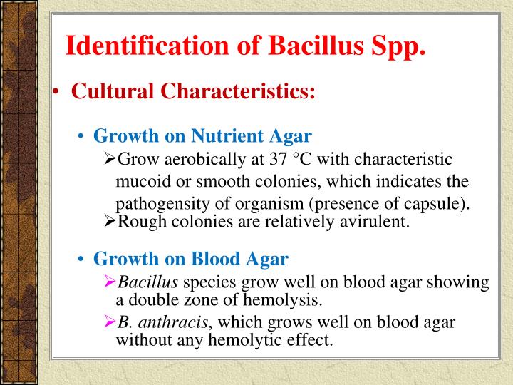 PPT - Identification Of Gram Positive Bacilli PowerPoint Presentation ...