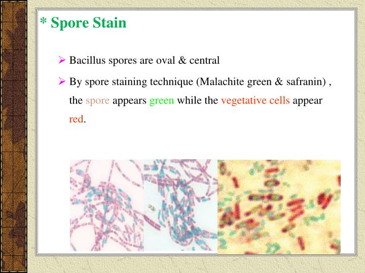 PPT - Identification Of Gram Positive Bacilli PowerPoint Presentation ...