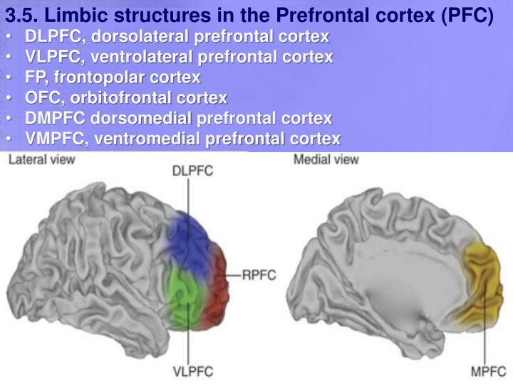PPT - LIMBIC SYSTEM PowerPoint Presentation - ID:2130402