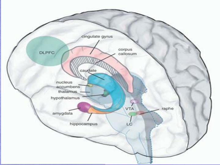 PPT - LIMBIC SYSTEM PowerPoint Presentation - ID:2130402