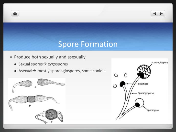 PPT - Zygomycota PowerPoint Presentation - ID:2130441