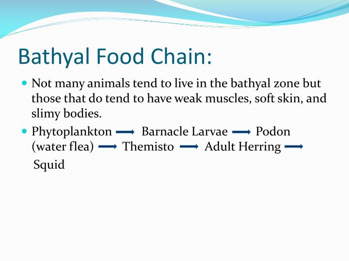 PPT - Bathyal Zone of the Aquatic Biome PowerPoint Presentation - ID ...