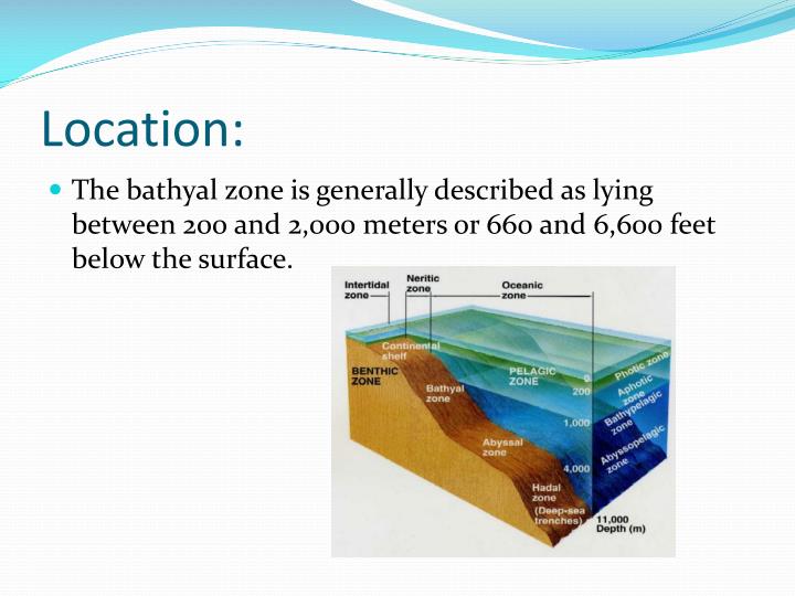 PPT - Bathyal Zone of the Aquatic Biome PowerPoint Presentation - ID ...