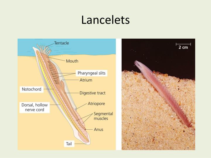 PPT - Chordata PowerPoint Presentation - ID:2130541