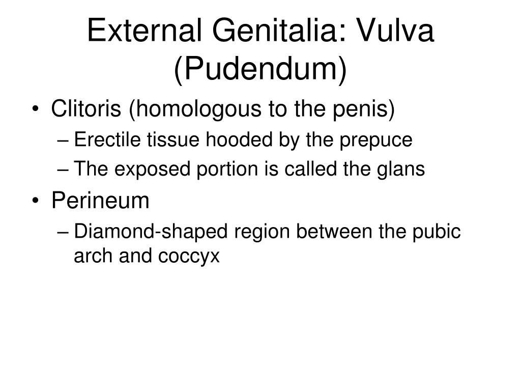 PPT - Female Reproductive Anatomy PowerPoint Presentation, free ...