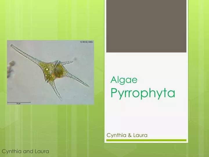 PPT - Algae Pyrrophyta PowerPoint Presentation, free download - ID:2130827