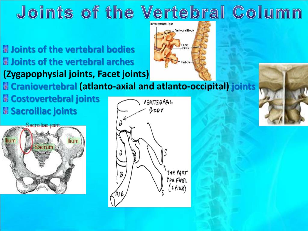 Intervertebral Joint