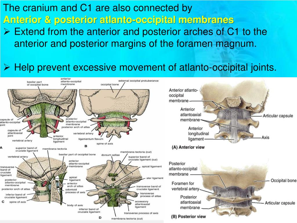 PPT - Joints of the vertebral bodies Joints of the vertebral arches ...