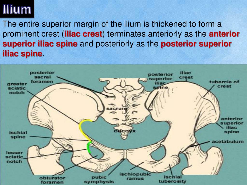 PPT - Joints of the vertebral bodies Joints of the vertebral arches ...