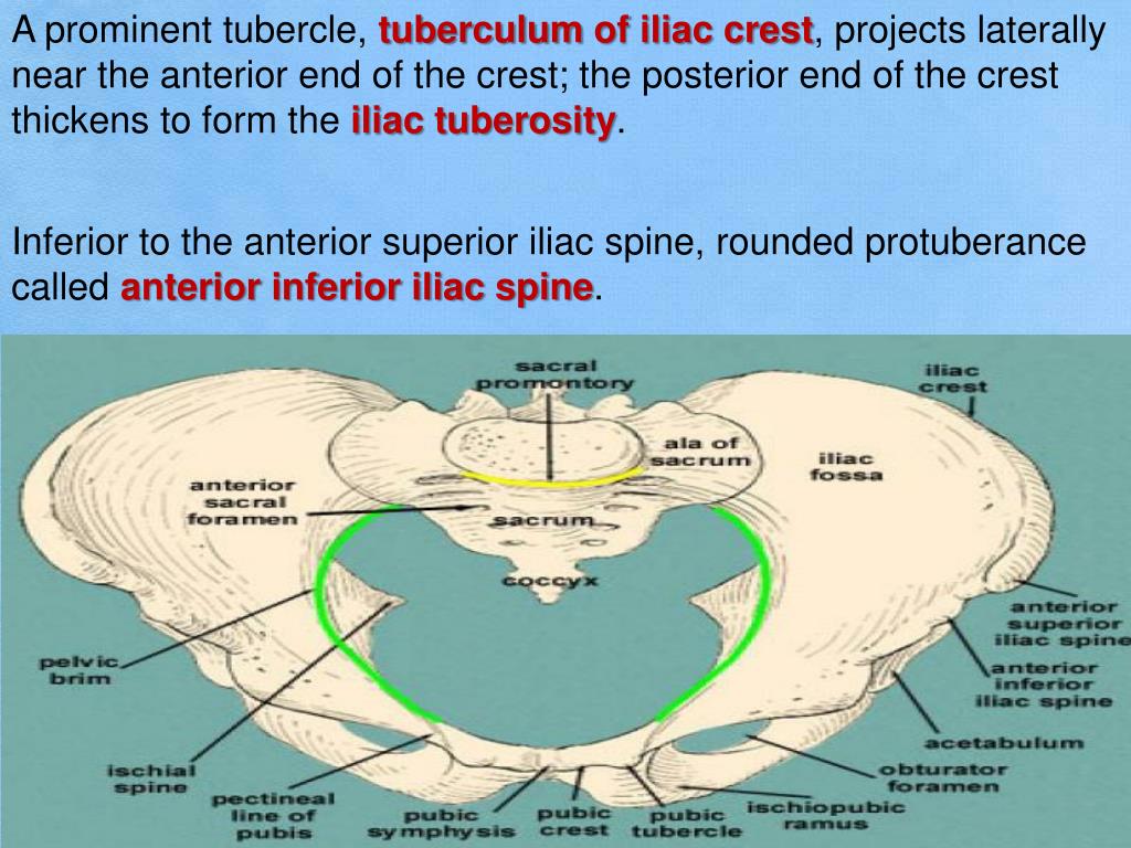 PPT - Joints of the vertebral bodies Joints of the vertebral arches ...