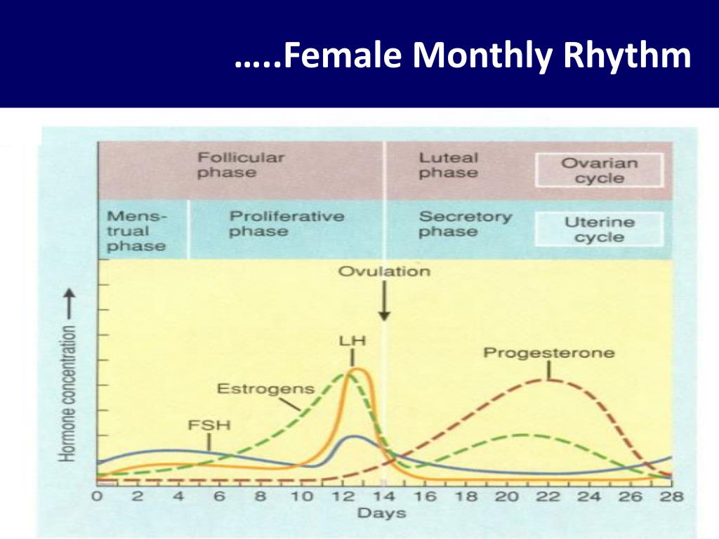 PPT - FISIOLOGI REPRODUKSI PowerPoint Presentation, free download - ID ...