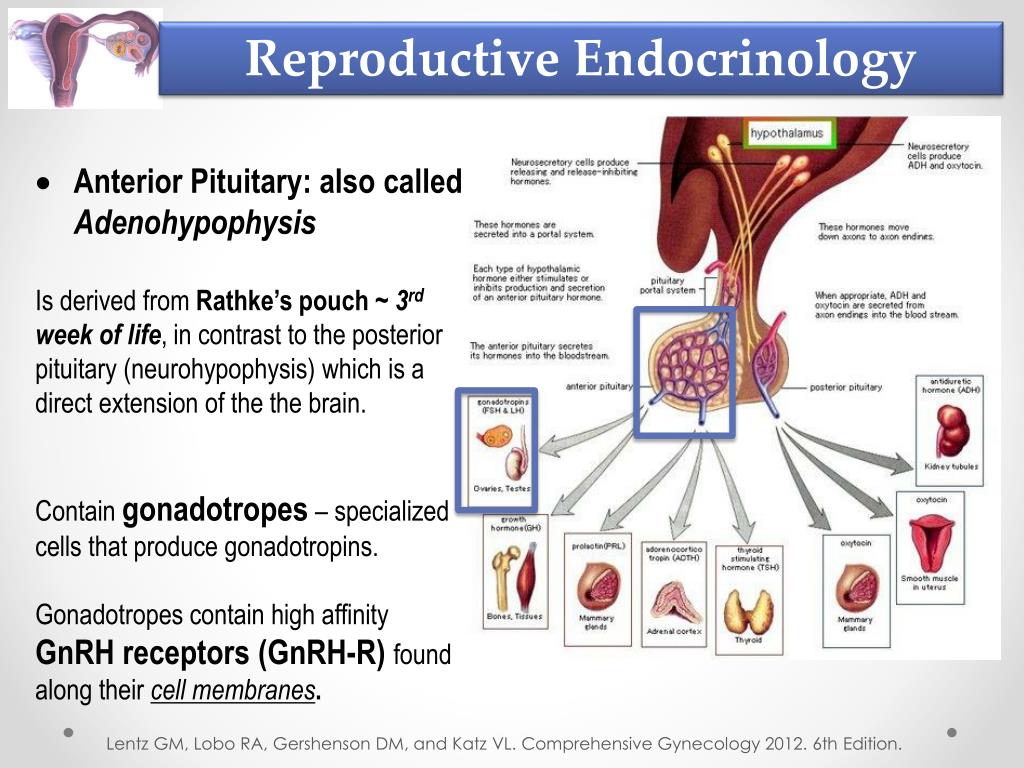 Ppt Reproductive Endocrinology Powerpoint Presentation Free Download