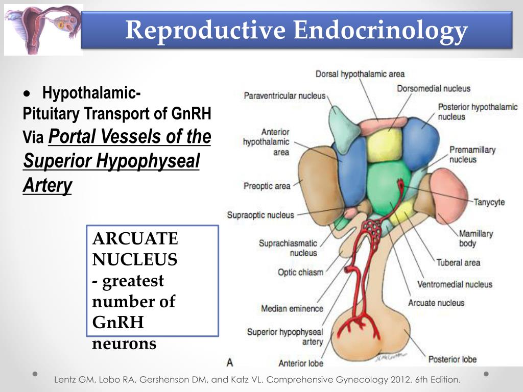 Ppt Reproductive Endocrinology Powerpoint Presentation Free Download