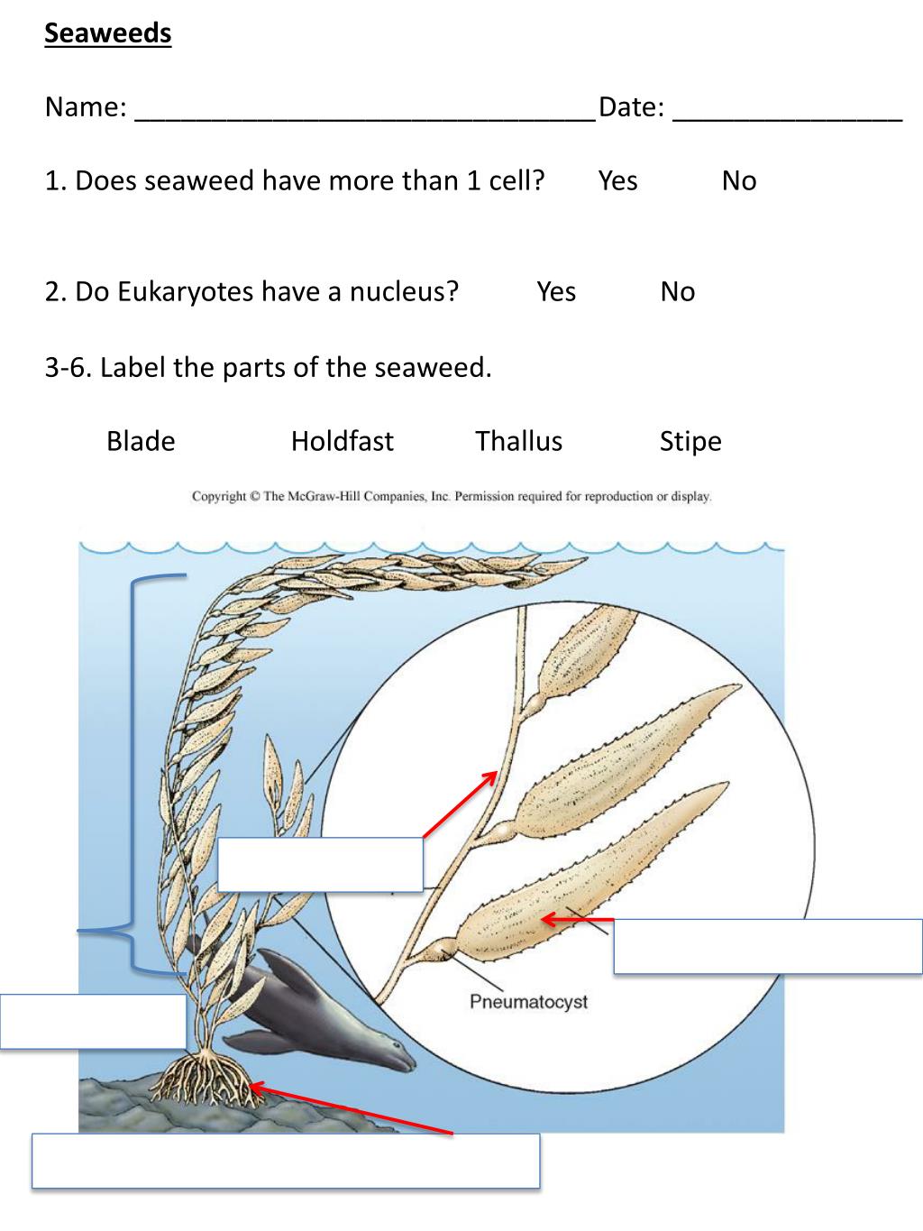 PPT - 3-6. Label the parts of the seaweed. Blade Holdfast Thallus Stipe ...
