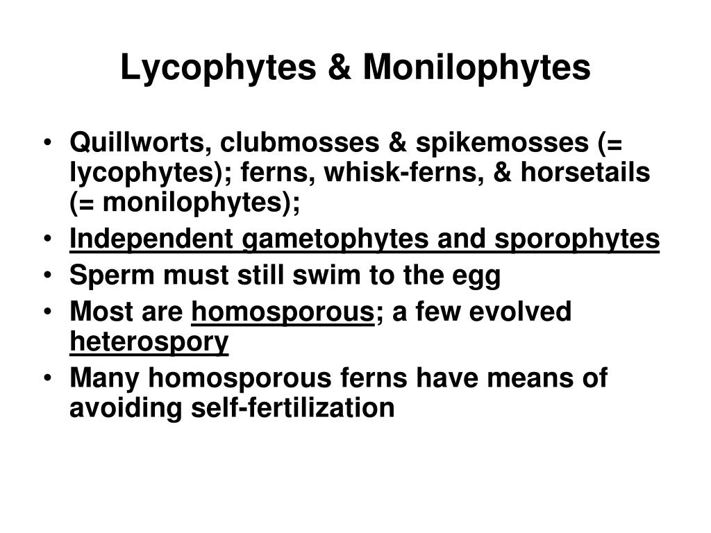 PPT - The Wonderful World of Green Plant Diversity and Evolution ...
