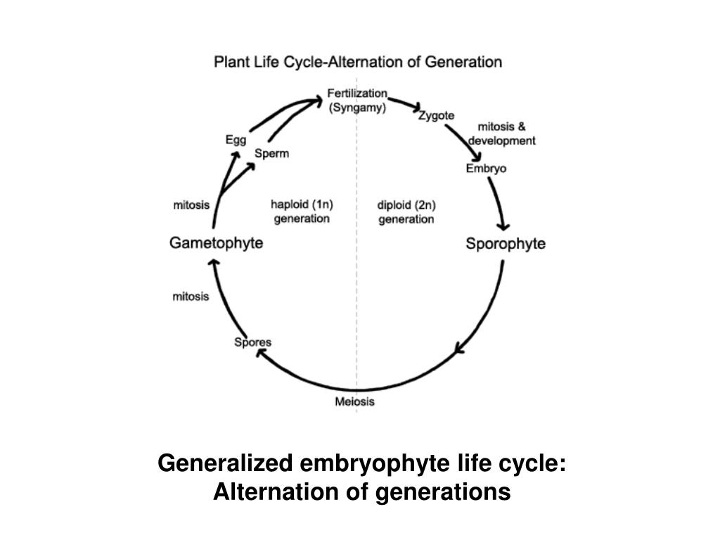 PPT - The Wonderful World of Green Plant Diversity and Evolution ...