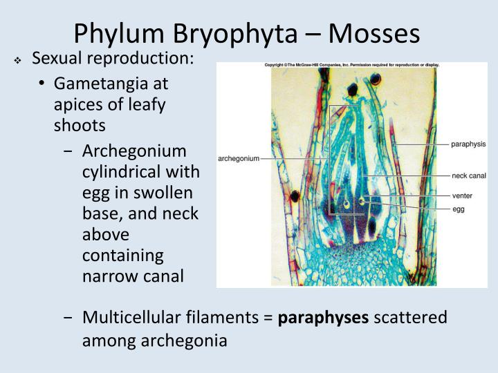 PPT - Introduction to the Plant Kingdom: Bryophytes PowerPoint ...