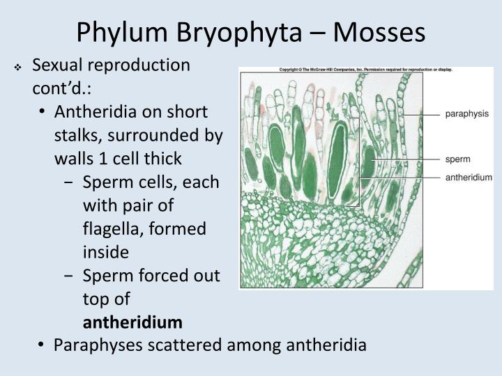 PPT - Introduction to the Plant Kingdom: Bryophytes PowerPoint ...