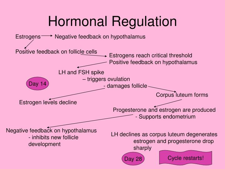 PPT - Female Reproductive System Functions: PowerPoint Presentation ...