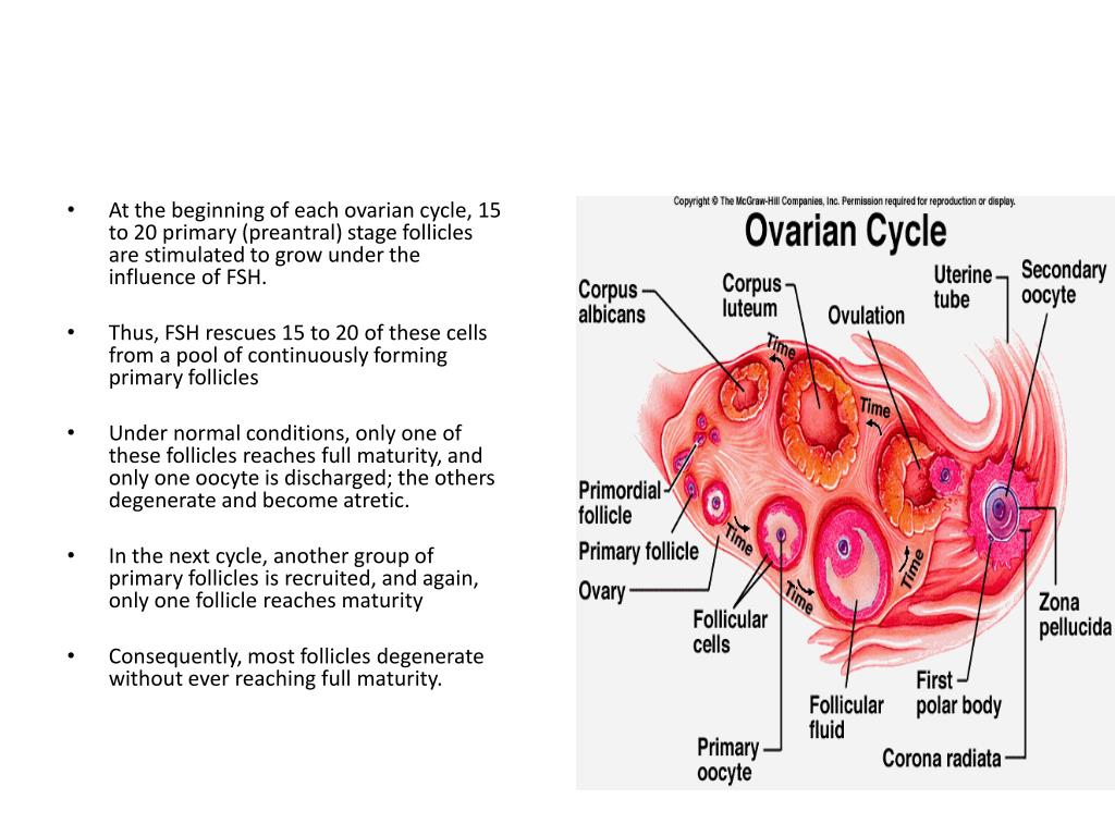 Ppt Ovarian Follicles Powerpoint Presentation Free Download Id 2130951