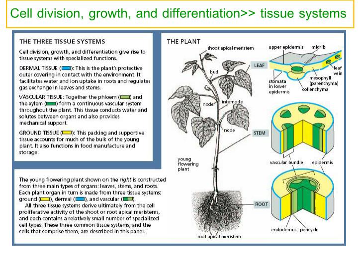 PPT - Plant growth, development and differentiation ( 6 hr) PowerPoint ...