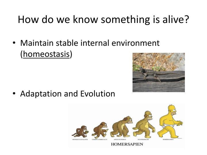 PPT - Abiotic and Biotic Factors PowerPoint Presentation - ID:2131030