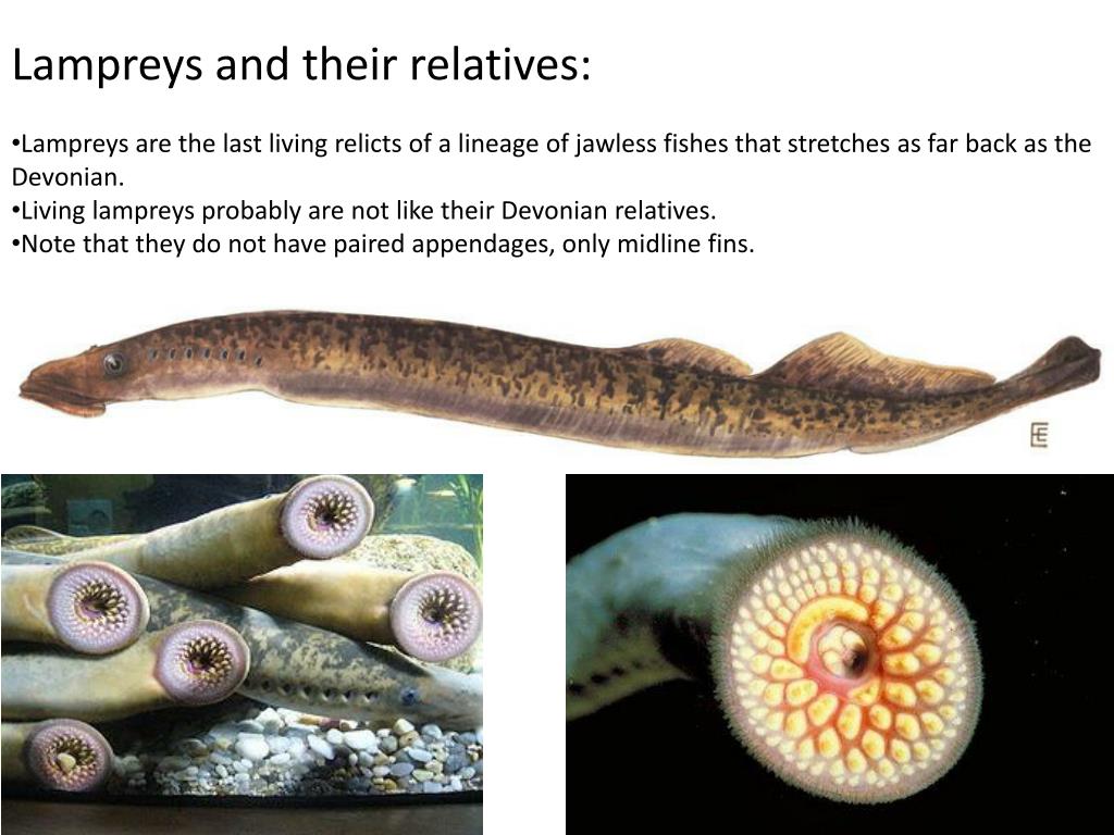 PPT - Stuart S. Sumida Biology 342 ( Simplified) Phylogey of Fishes ...