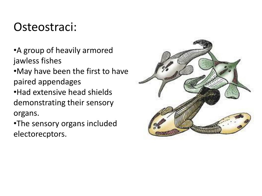 PPT - Stuart S. Sumida Biology 342 ( Simplified) Phylogey of Fishes ...