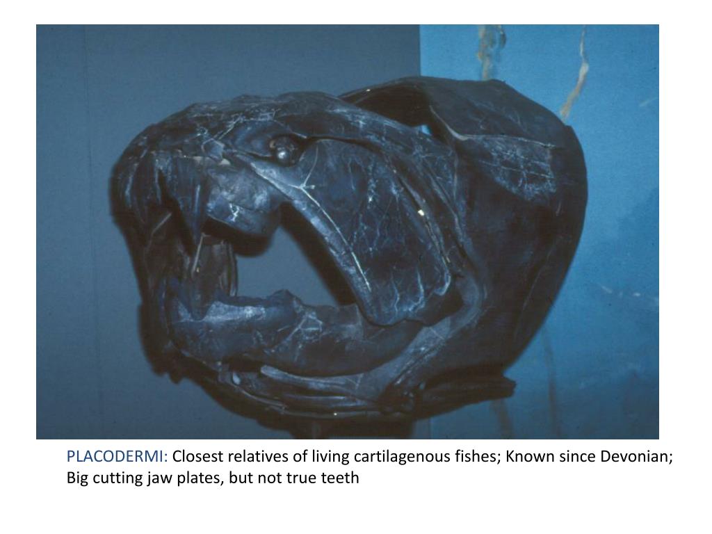 PPT - Stuart S. Sumida Biology 342 ( Simplified) Phylogey of Fishes ...