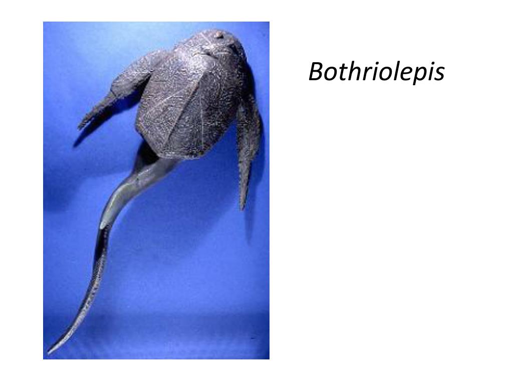 PPT - Stuart S. Sumida Biology 342 ( Simplified) Phylogey of Fishes ...