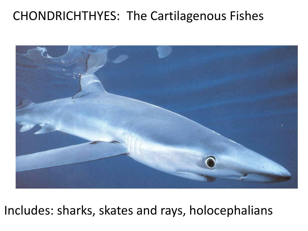 PPT - Stuart S. Sumida Biology 342 ( Simplified) Phylogey of Fishes ...