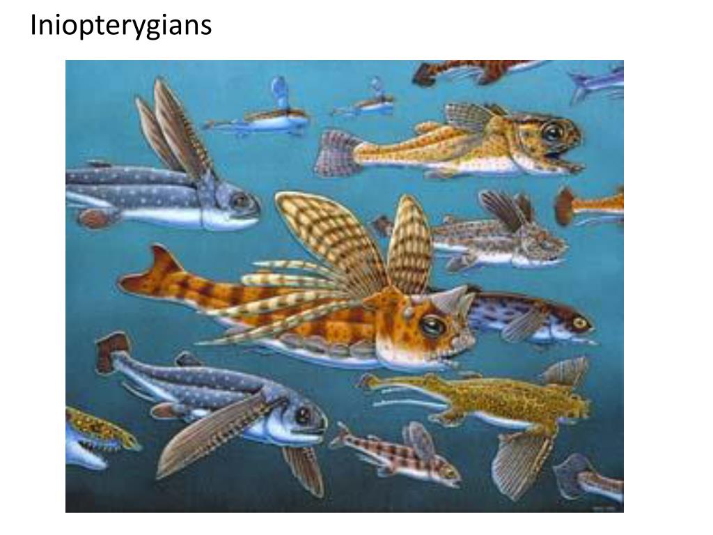 PPT - Stuart S. Sumida Biology 342 ( Simplified) Phylogey of Fishes ...