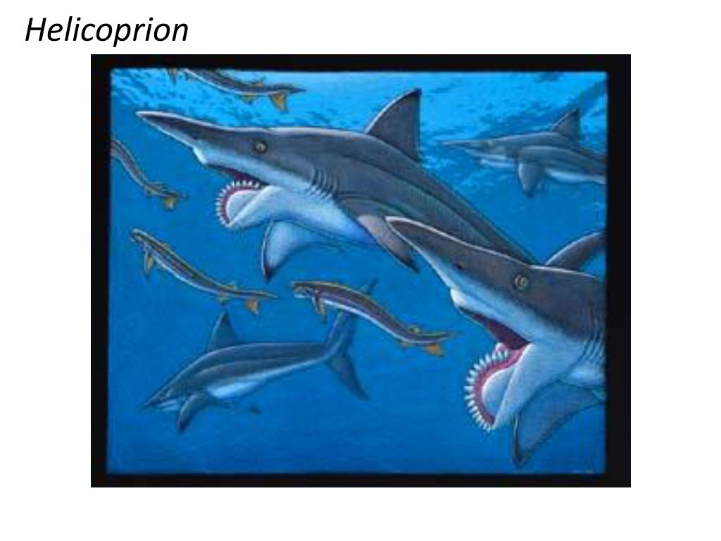 PPT - Stuart S. Sumida Biology 342 ( Simplified) Phylogey of Fishes ...