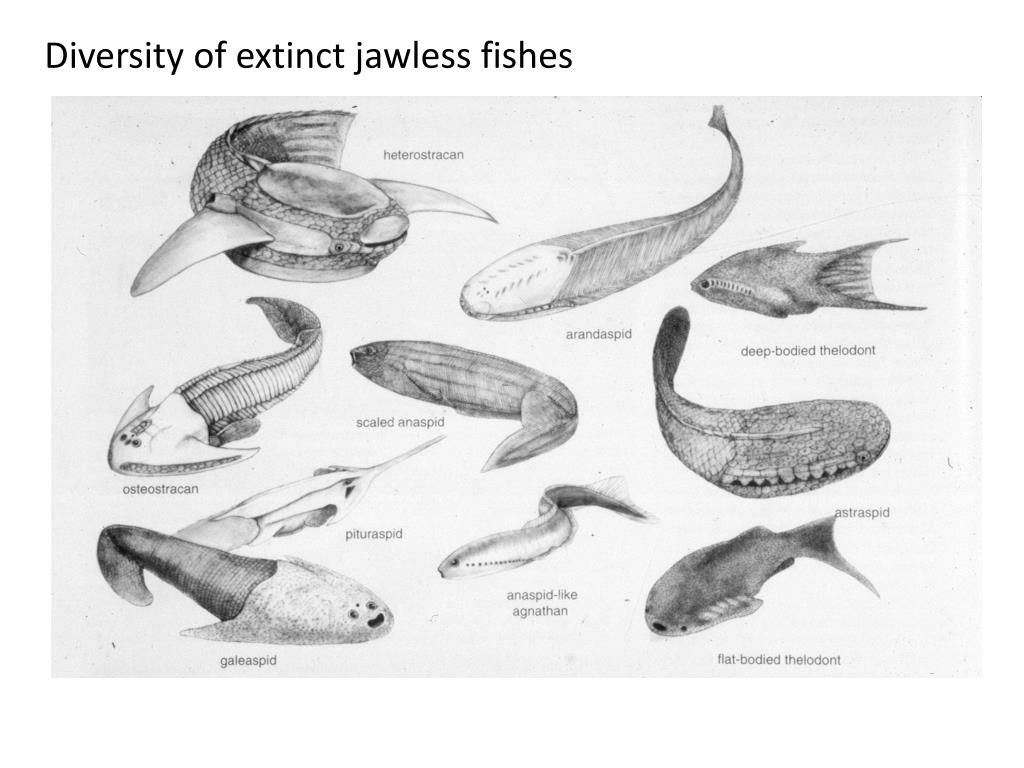 PPT - Stuart S. Sumida Biology 342 ( Simplified) Phylogey of Fishes ...