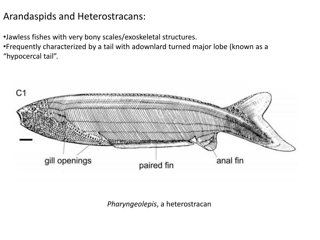 PPT - Stuart S. Sumida Biology 342 ( Simplified) Phylogey of Fishes ...