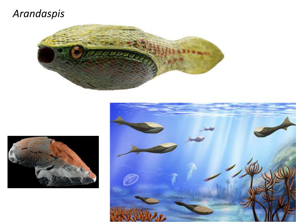 PPT - Stuart S. Sumida Biology 342 ( Simplified) Phylogey of Fishes ...