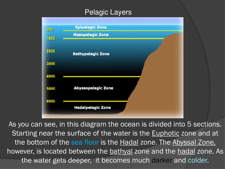 PPT - The Abyssal Zone PowerPoint Presentation - ID:2131216