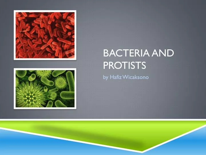 PPT - Bacteria and protists PowerPoint Presentation, free download - ID ...