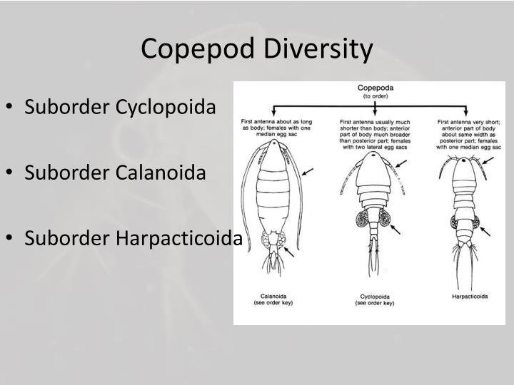 PPT - ZOOPLANKTON PowerPoint Presentation - ID:2131381