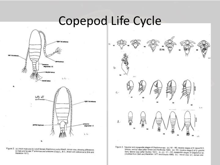 PPT - ZOOPLANKTON PowerPoint Presentation - ID:2131381