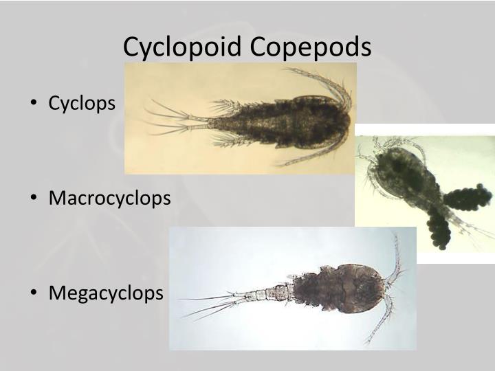 PPT - ZOOPLANKTON PowerPoint Presentation - ID:2131381
