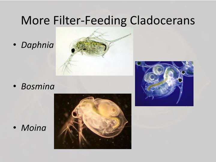 PPT - ZOOPLANKTON PowerPoint Presentation - ID:2131381