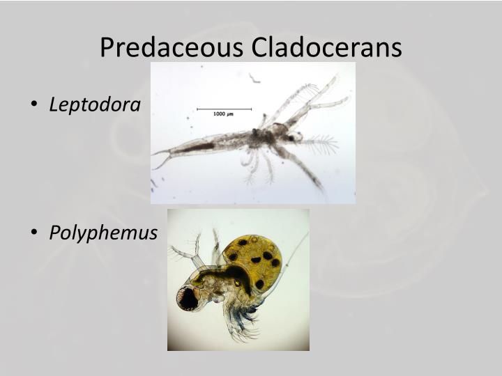 PPT - ZOOPLANKTON PowerPoint Presentation - ID:2131381