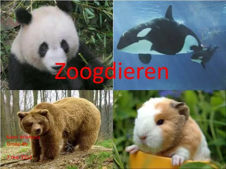 PPT - Zoogdieren PowerPoint Presentation, free download - ID:2131654