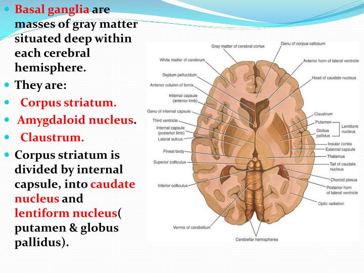 PPT - Brain Internal Structure PowerPoint Presentation - ID:2132290