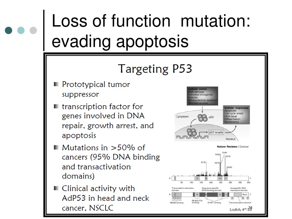 PPT - Aberrations in Cancer Cells and Targeted Therapies PowerPoint ...