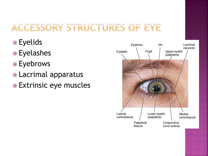 PPT - The Special Senses PowerPoint Presentation - ID:2132803