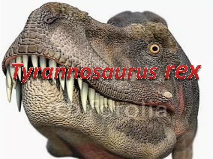 PPT - Tyrannosaurus rex PowerPoint Presentation, free download - ID:2132999