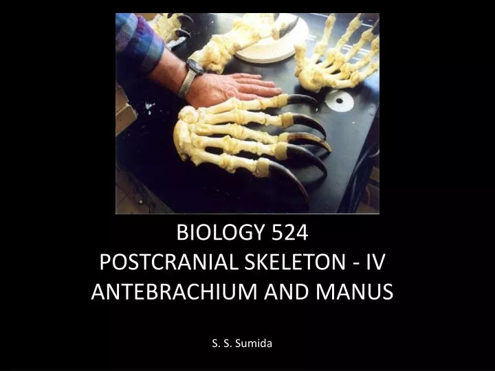 PPT - BIOLOGY 524 POSTCRANIAL SKELETON - IV ANTEBRACHIUM AND MANUS S. S ...